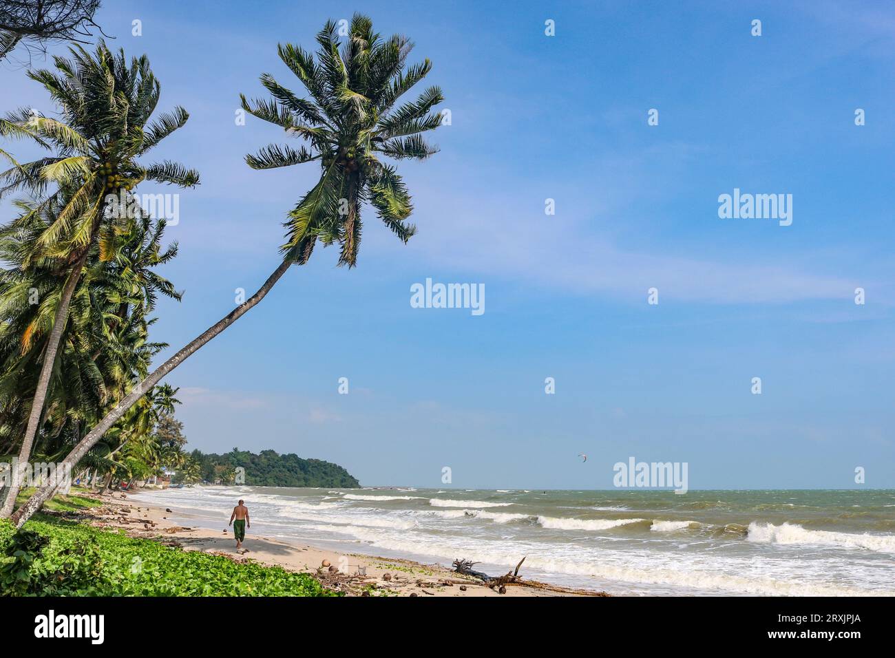 Coconut trees storm cyclone rain hi-res stock photography and images ...