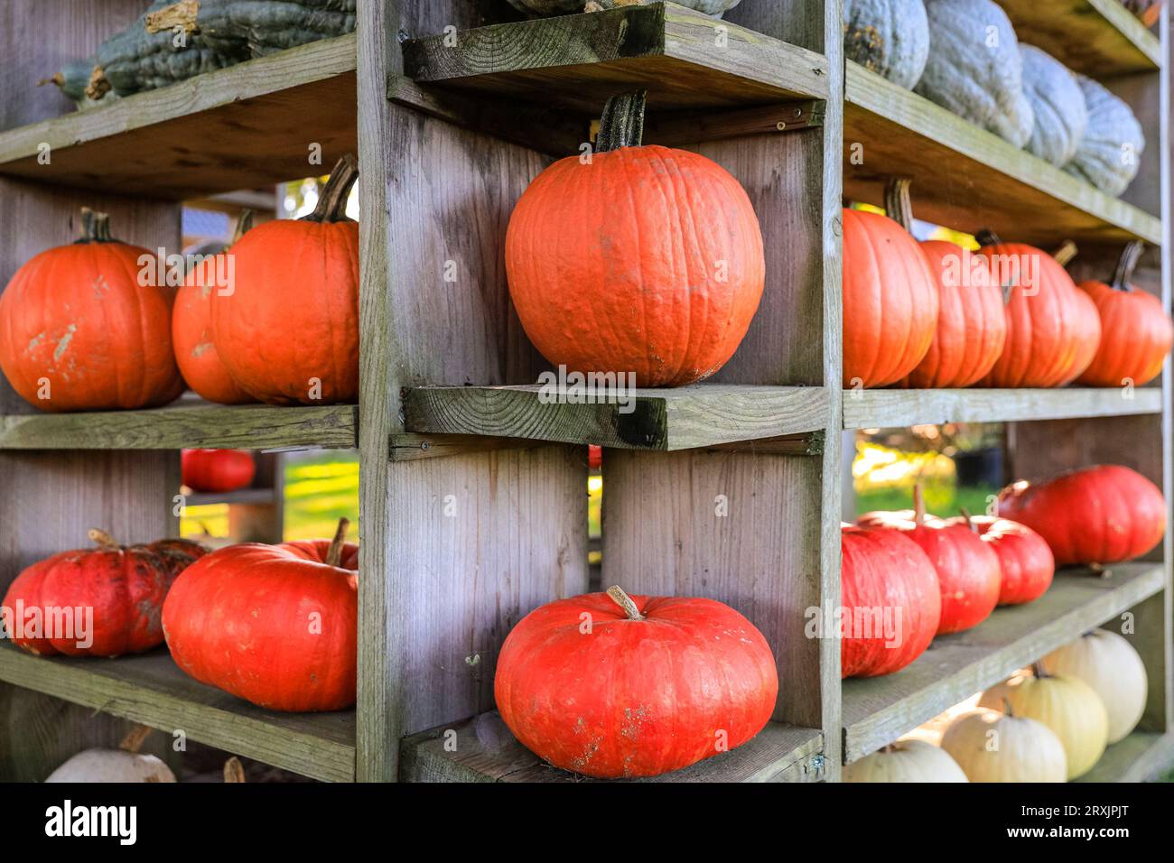 Mixed decorative pumpkins, colourful winter squash on display at a farm ...