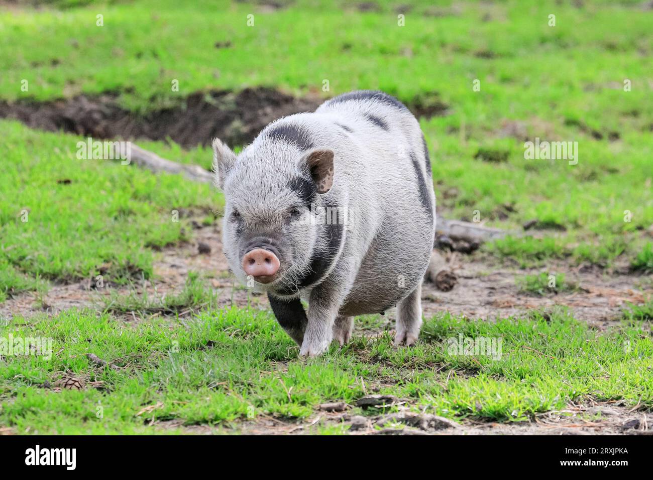 Vietnamese pot-bellied piglet happily runs around on grassland, Europe ...