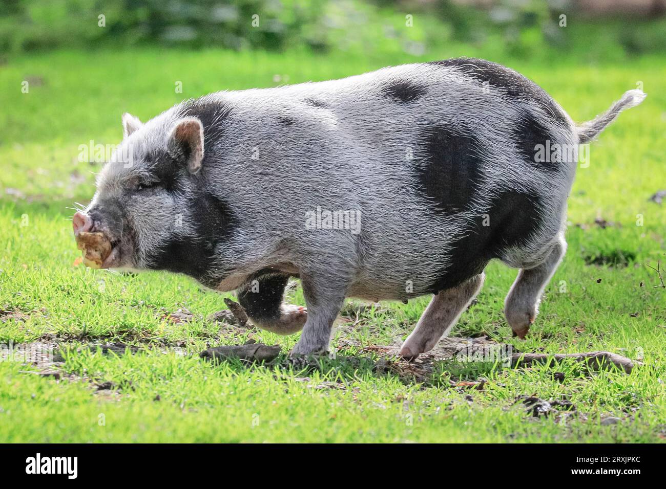Pig piglet running hi-res stock photography and images - Alamy