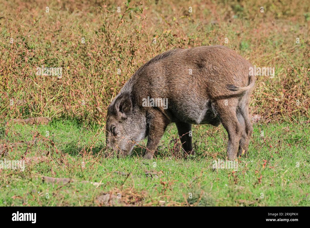 Central European wild boar (sus scrofa) juvenile, young animal, also ...