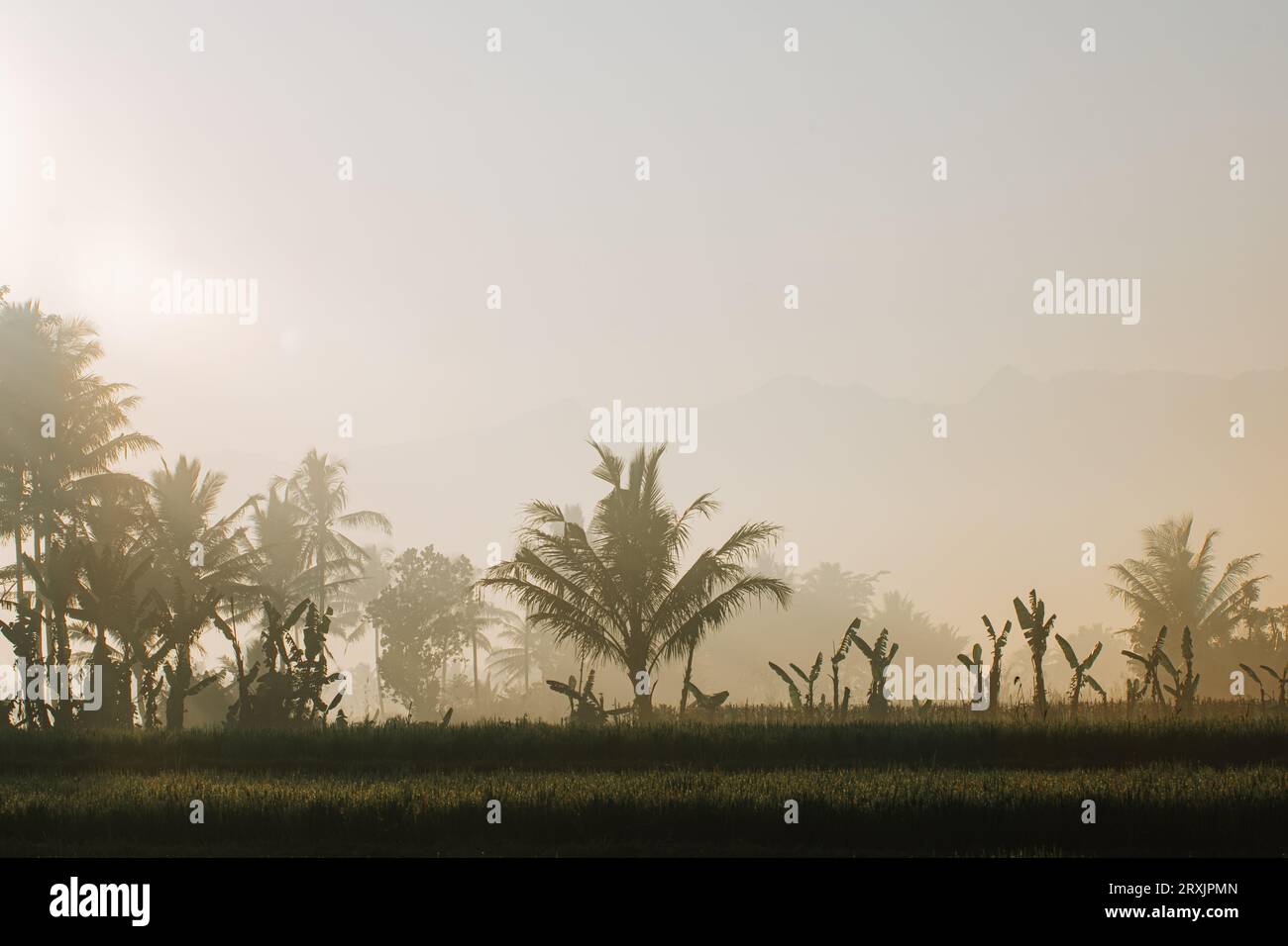 Rice field green grass environment with silhouette palm trees in the ...