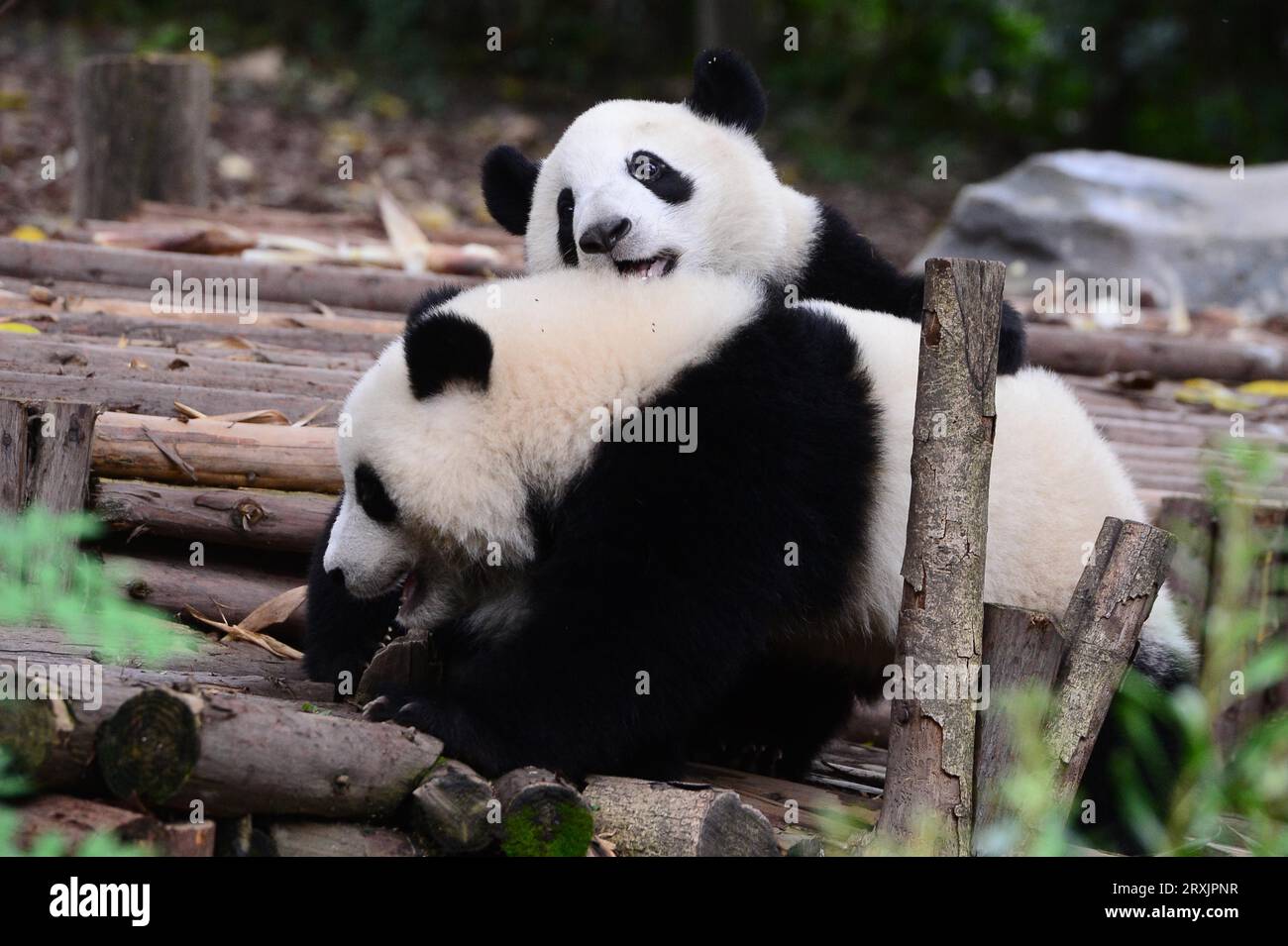 Cute giant pandas at the Chengdu Research Base of Giant Panda Breeding ...