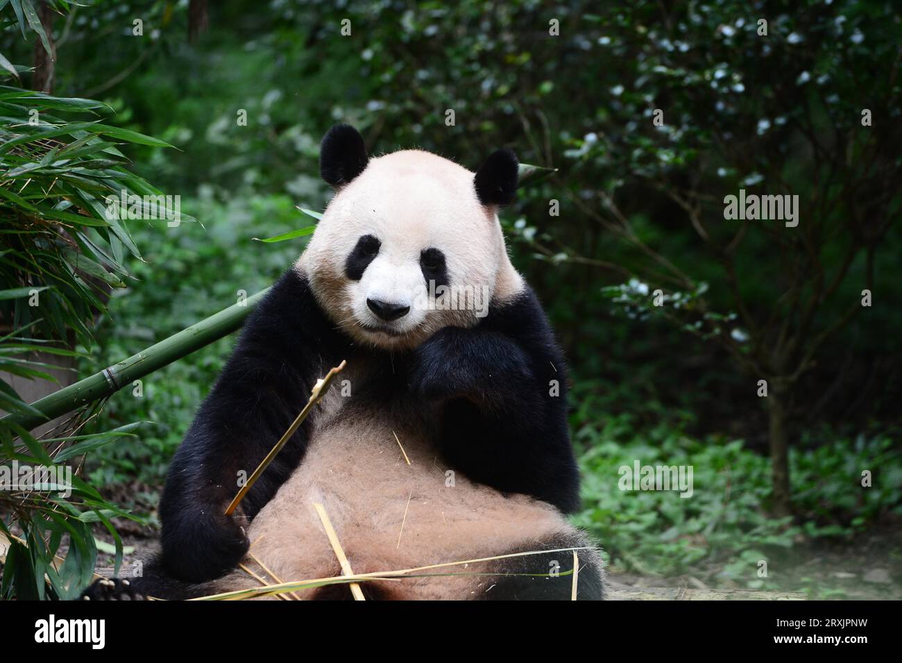 Cute giant pandas at the Chengdu Research Base of Giant Panda Breeding ...