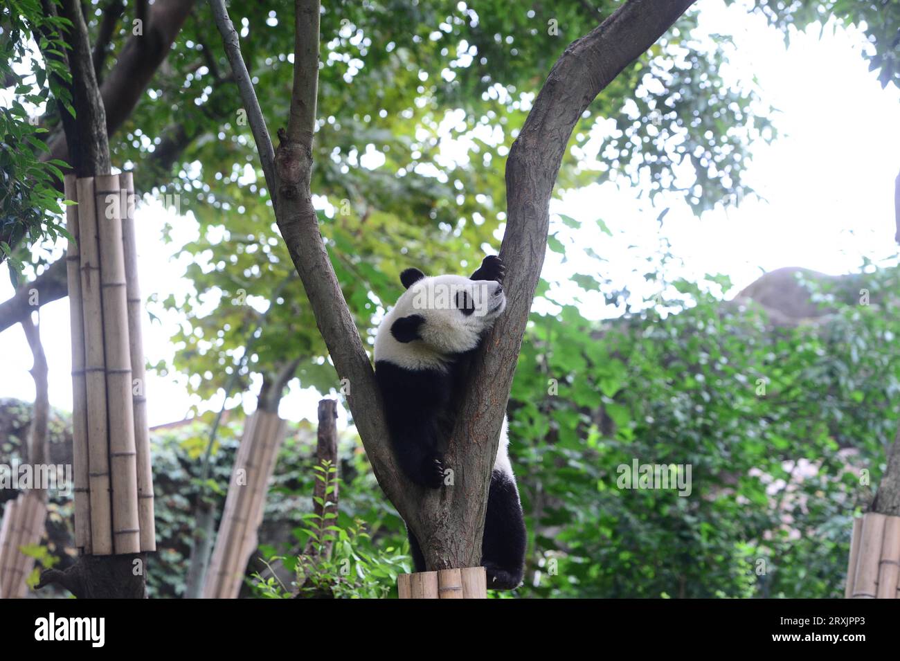 Cute giant pandas at the Chengdu Research Base of Giant Panda Breeding ...