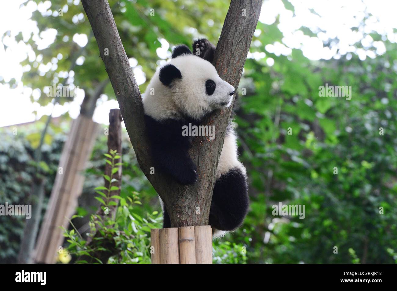 Cute giant pandas at the Chengdu Research Base of Giant Panda Breeding ...