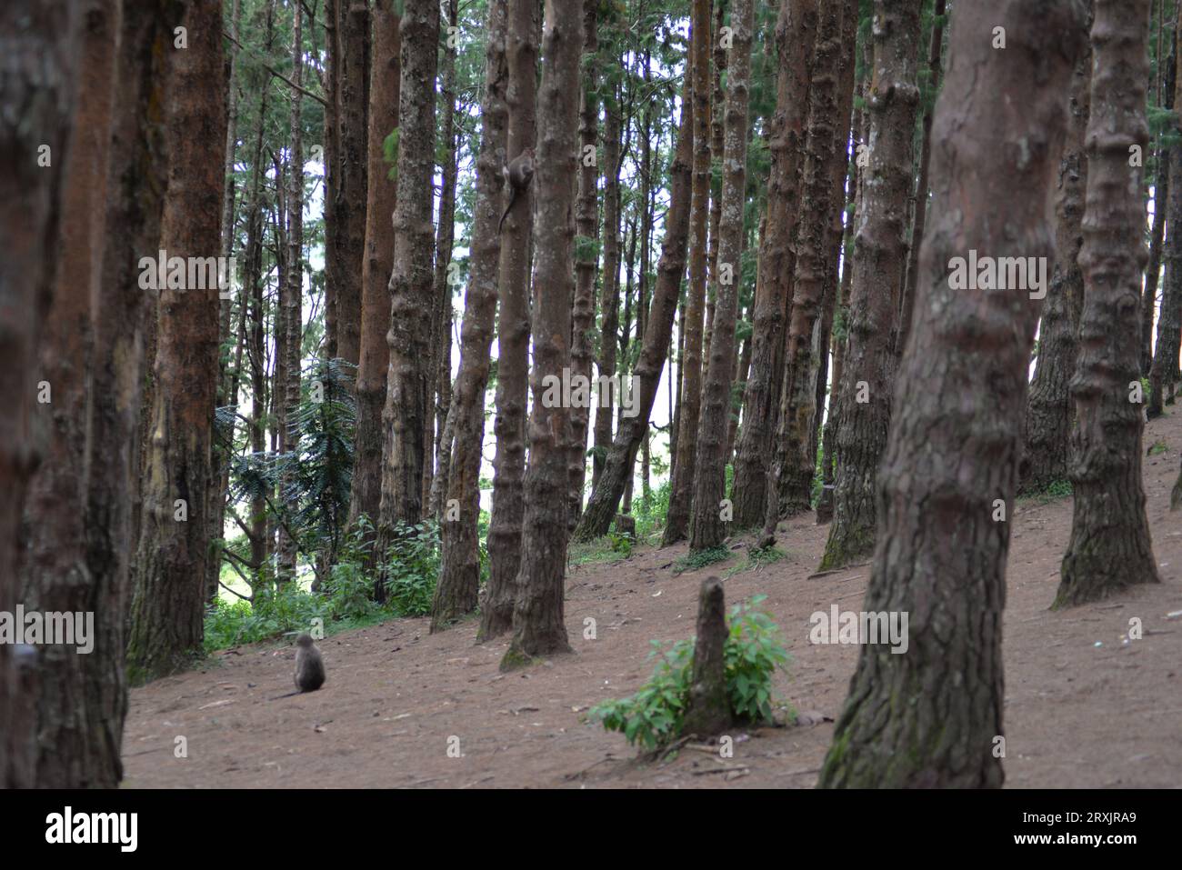 the most indian film shooting places in ooty,the wonderful natural ...