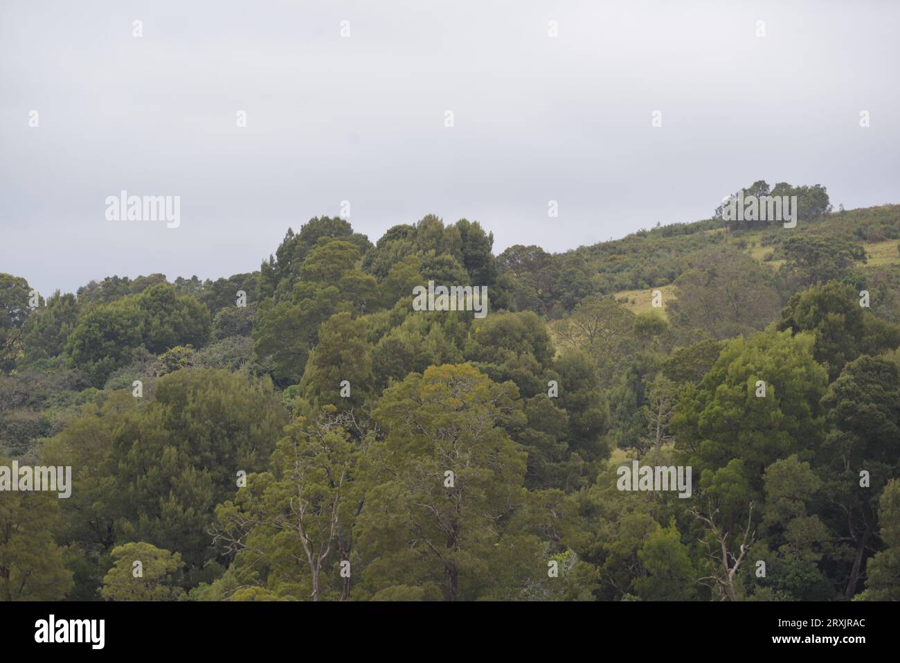 the most indian film shooting places in ooty,the wonderful natural ...