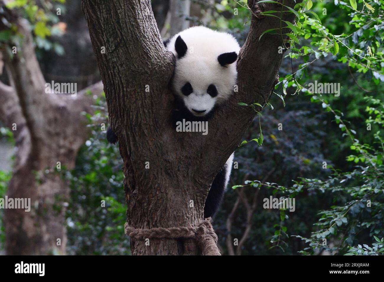 Cute giant pandas at the Chengdu Research Base of Giant Panda Breeding ...