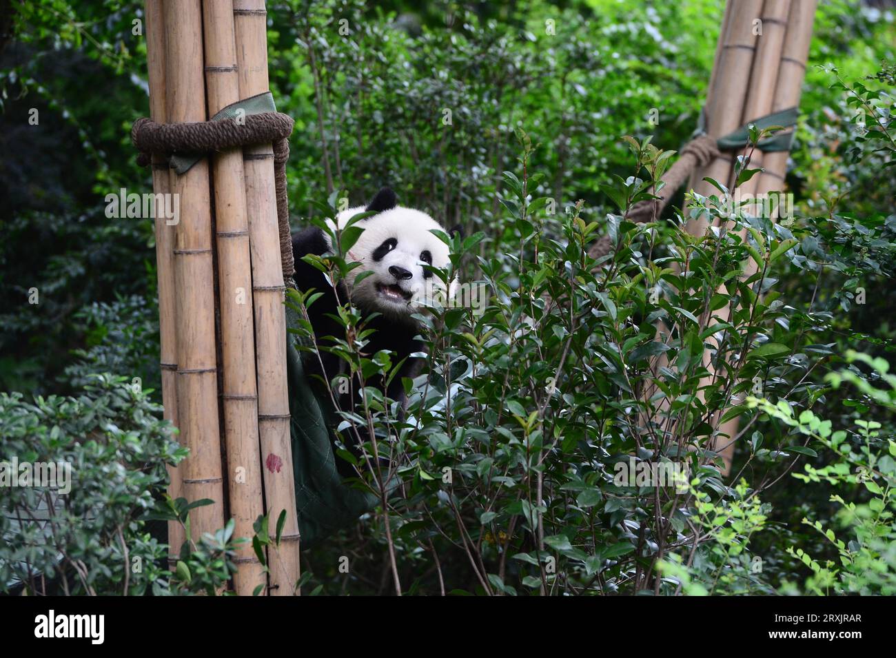 Cute giant pandas at the Chengdu Research Base of Giant Panda Breeding ...