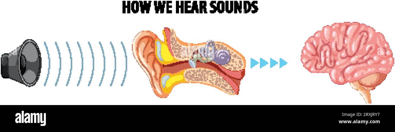 Anatomy and education of human hearing system in a vector cartoon ...