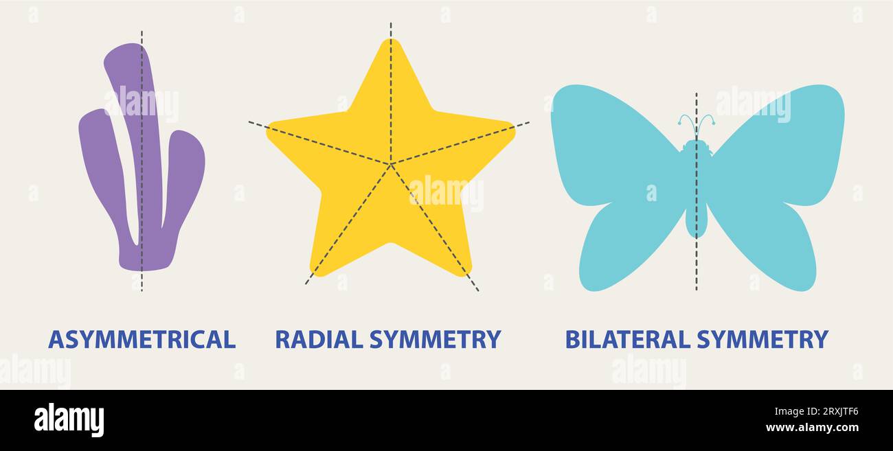 Bilateral Symmetry Butterfly