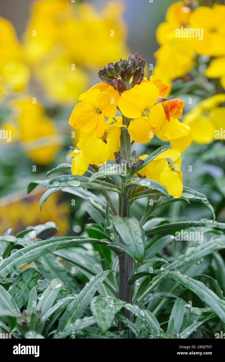 Wallflower Walberton's Fragrant Sunshine, erysimum, Erysimum Walfrasun ...