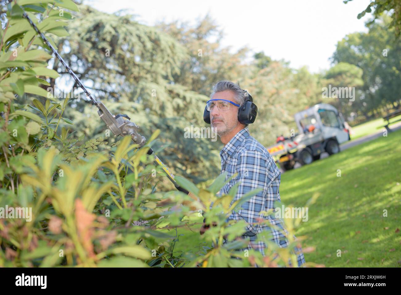 landscaping worker cutting the shrub Stock Photo - Alamy
