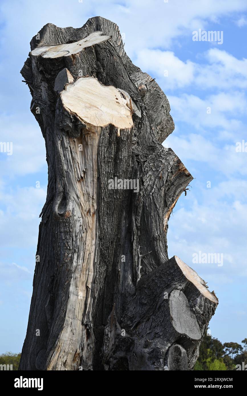 Tree trunk with all of its limbs and branches chopped off, with blue ...
