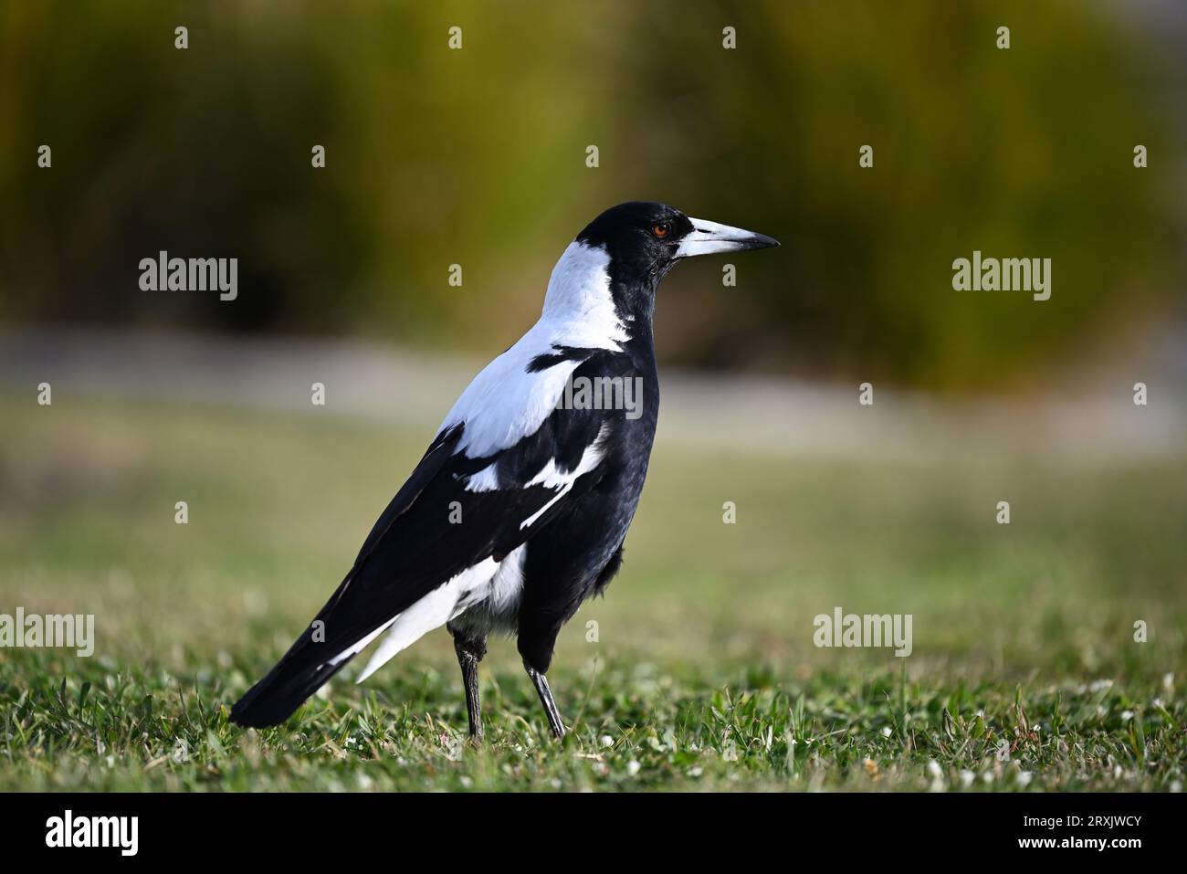 Side view of a male Australian magpie standing on a neat lawn, its eye ...