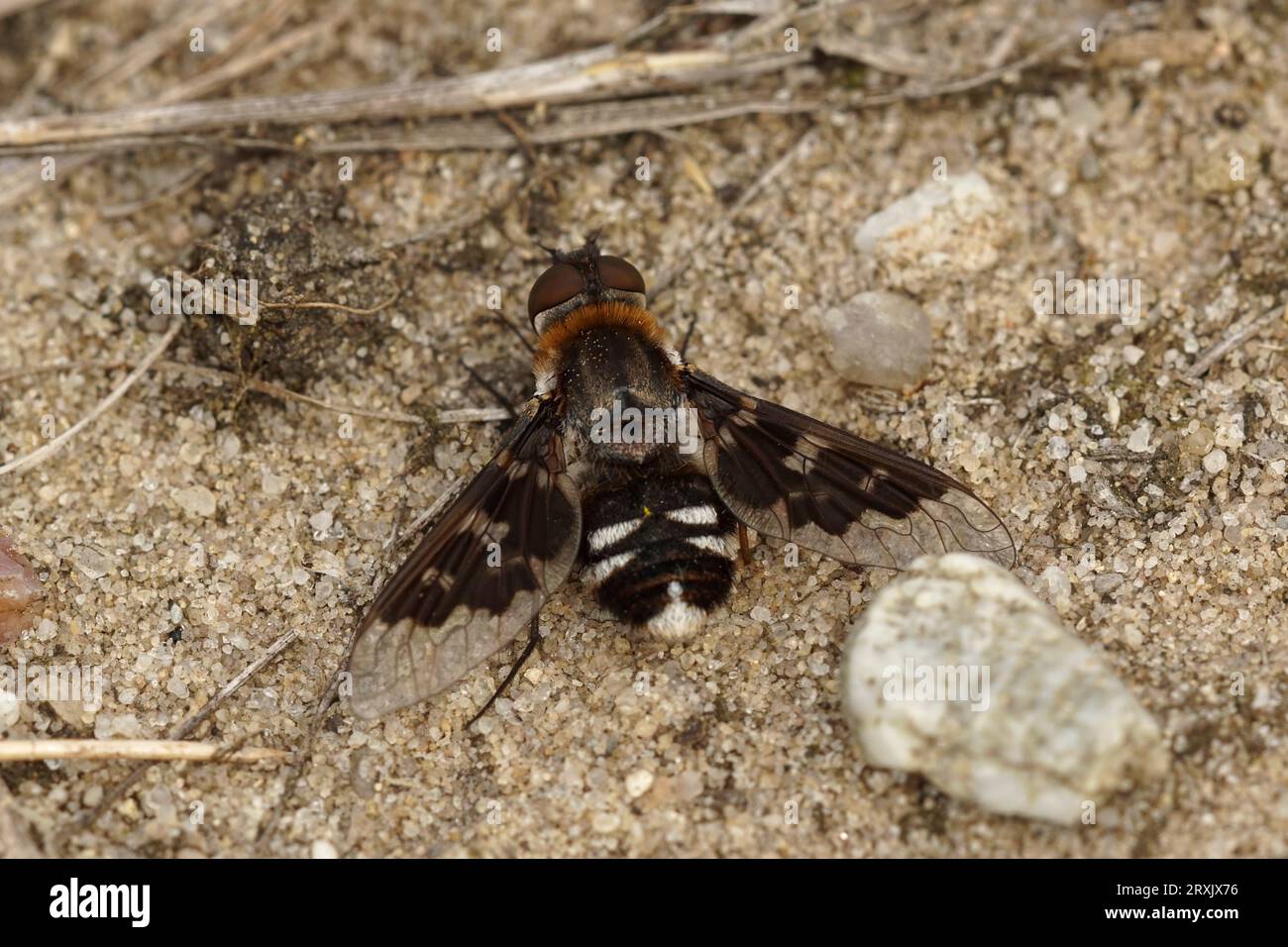 Natural closeup on a rare and colorful bee-fly, Thyridanthrax ...