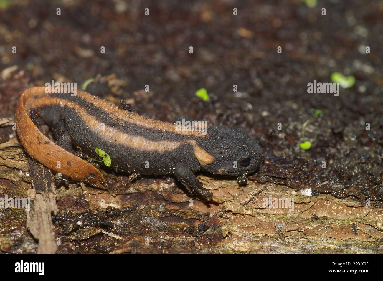 Detailed closeup on a gorgeous juvenile of the endangered Chinese Red ...
