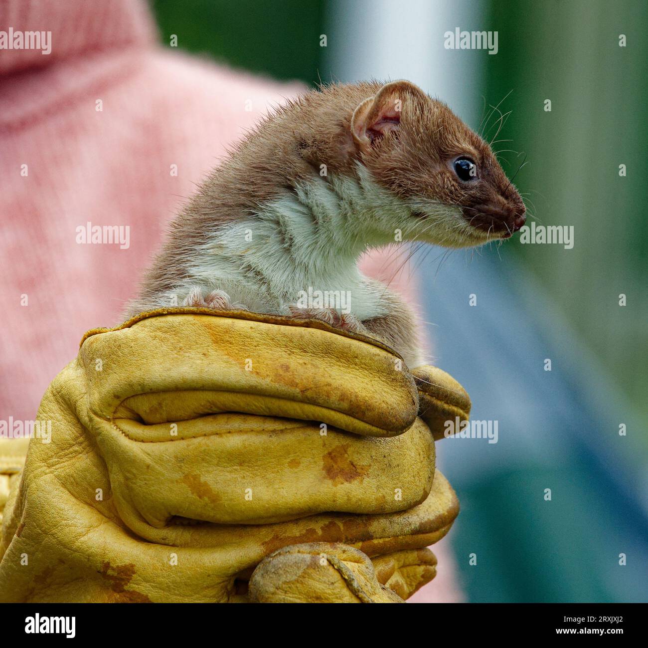 Observantfury feet hi-res stock photography and images - Alamy
