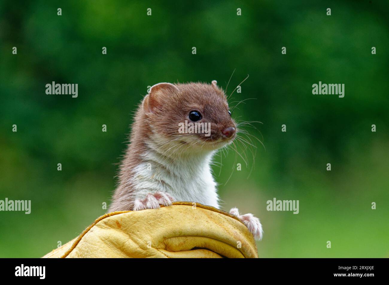 Observantfury feet hi-res stock photography and images - Alamy
