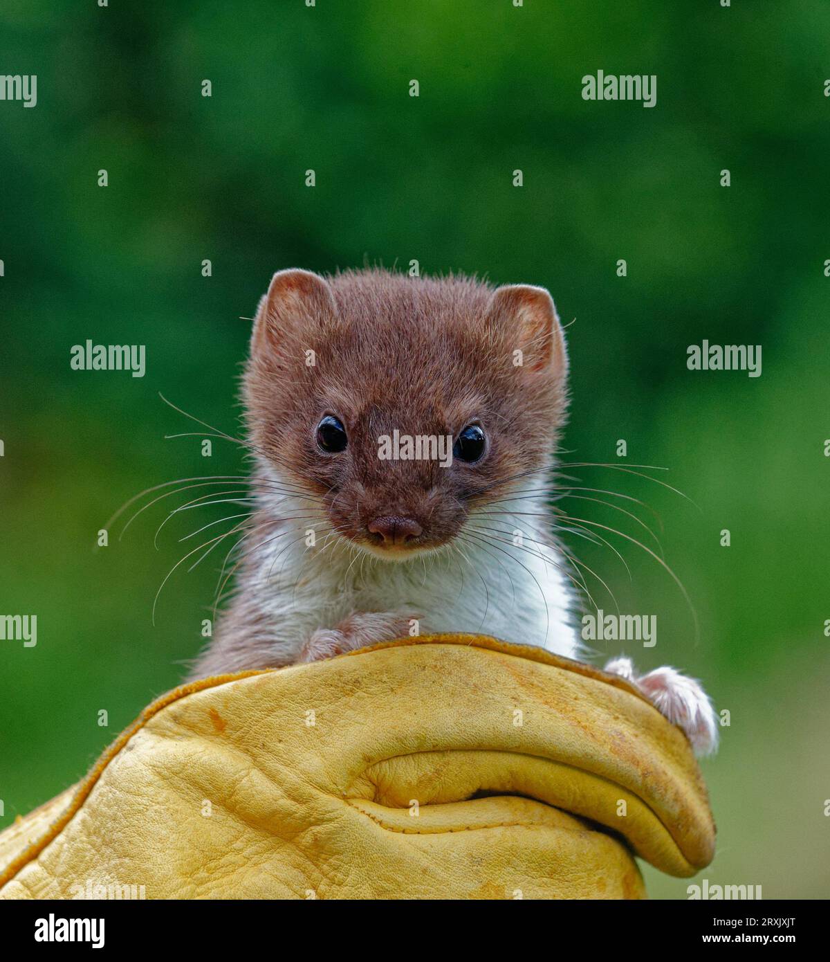 Observantfury feet hi-res stock photography and images - Alamy