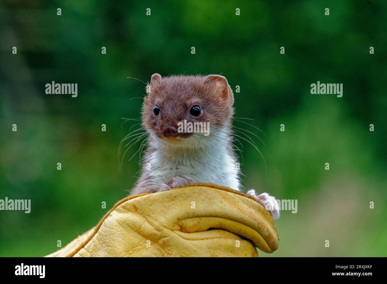 Stoat (Mustela erminea) Immature being held in gloved hand Stock Photo ...