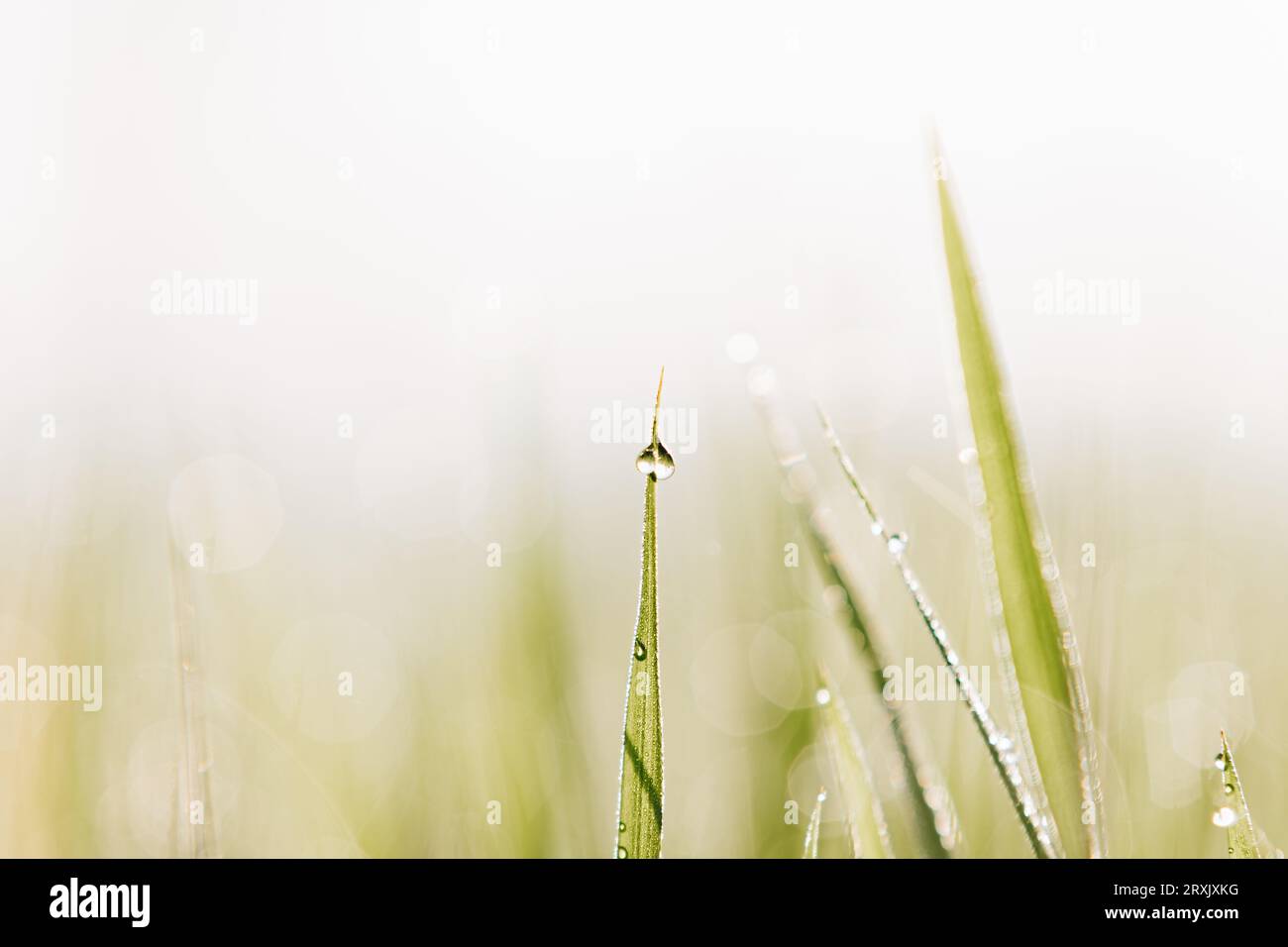 Wallpaper of paddy field hi-res stock photography and images - Alamy