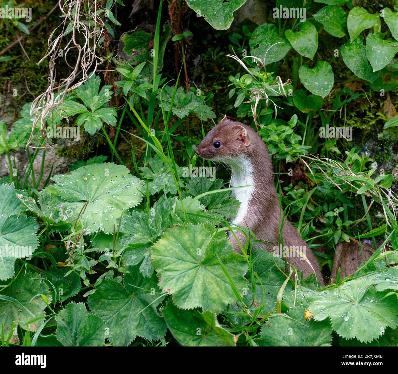 Stoat (Mustela erminea) adult hunting along undergrowth covered stone ...