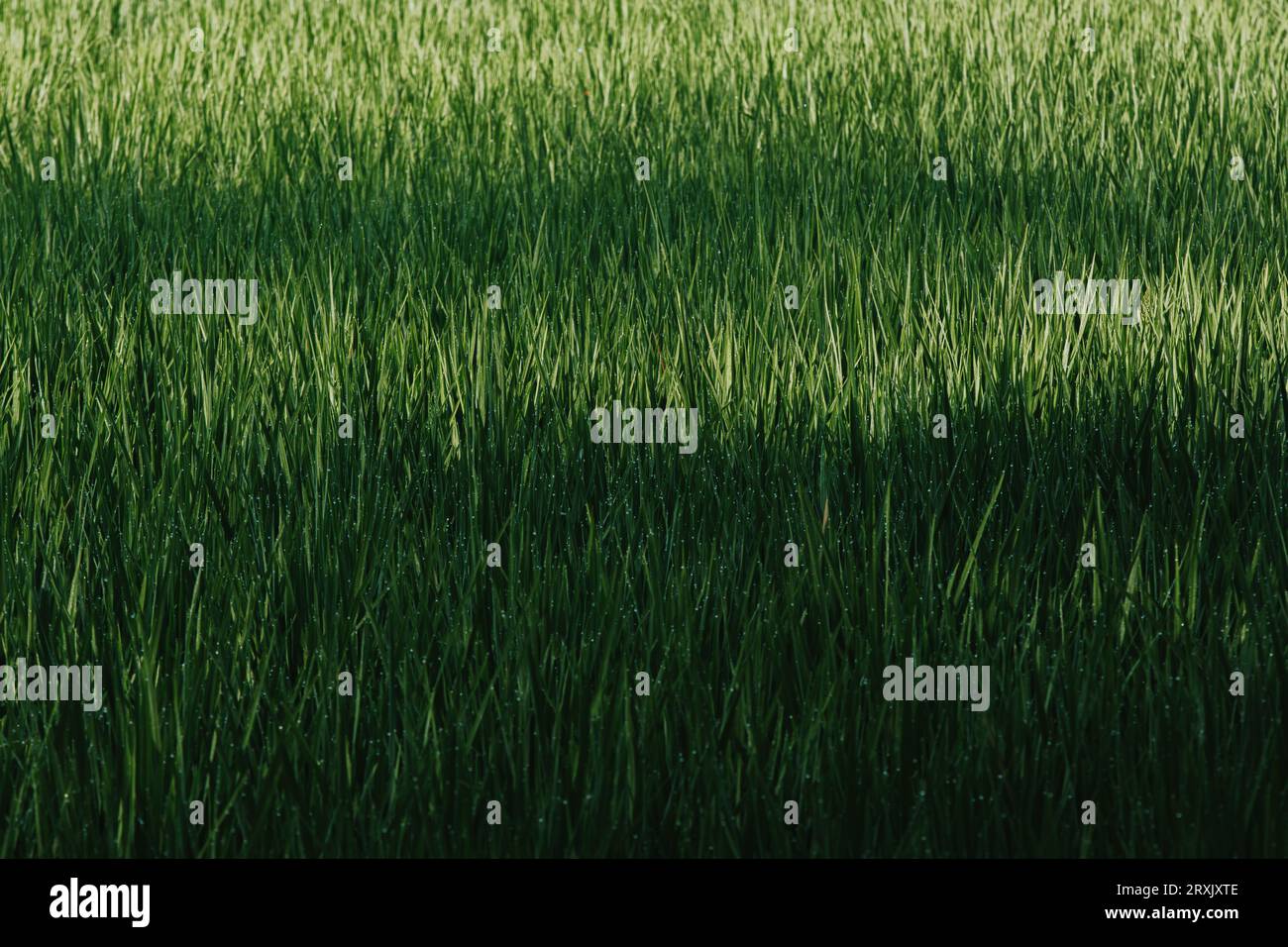 Paddy texture hi-res stock photography and images - Alamy