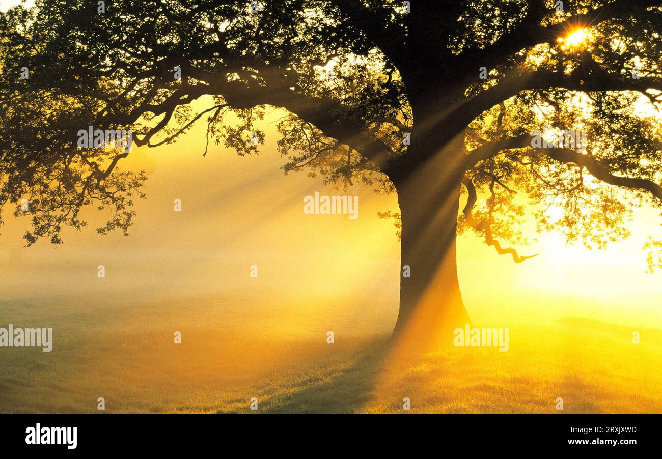 Voyage, where the harmonious blend of earth, sky, and water unveils a ...