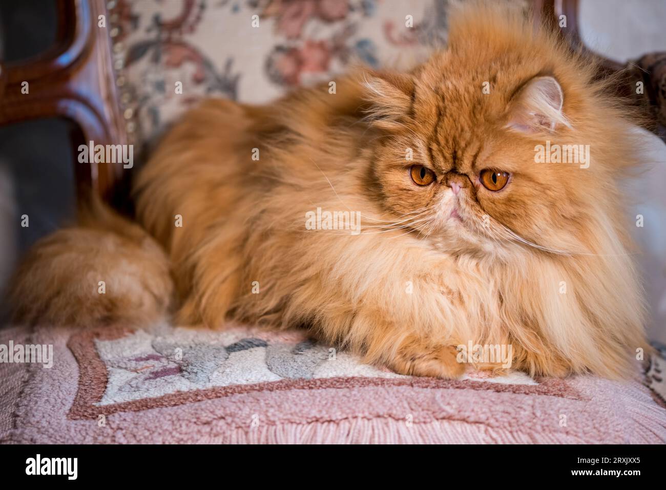 Cat persian haircut hi-res stock photography and images - Alamy
