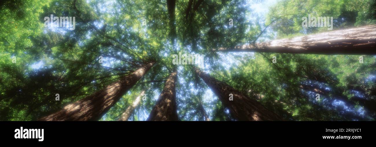 Green canopies in Muir Woods National Monument, California, USA Stock ...