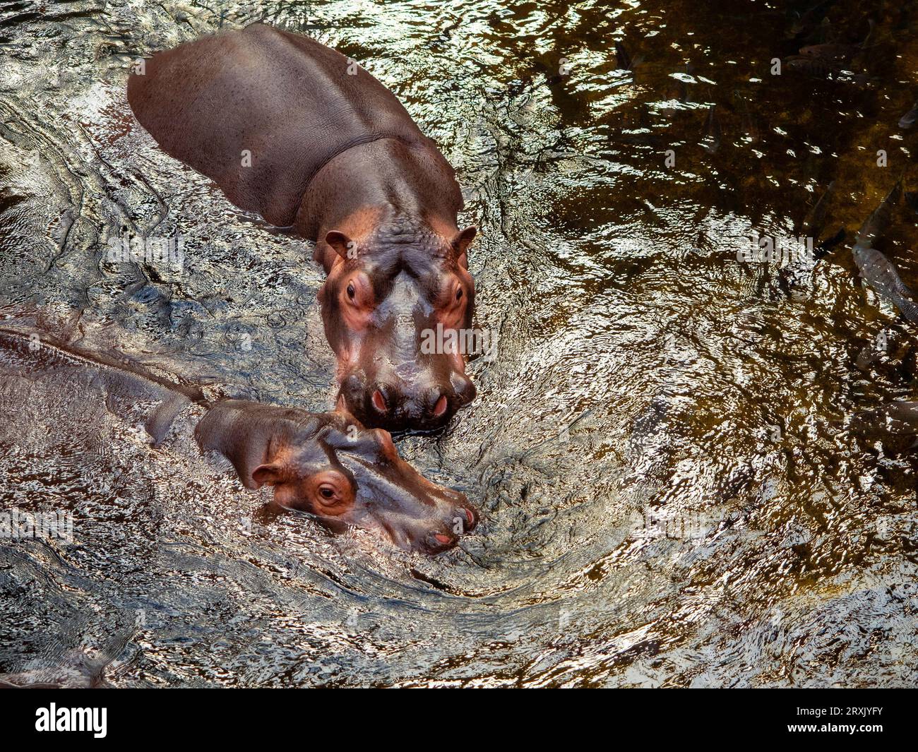 Hippopotamus in pond wildlife park hi-res stock photography and images ...