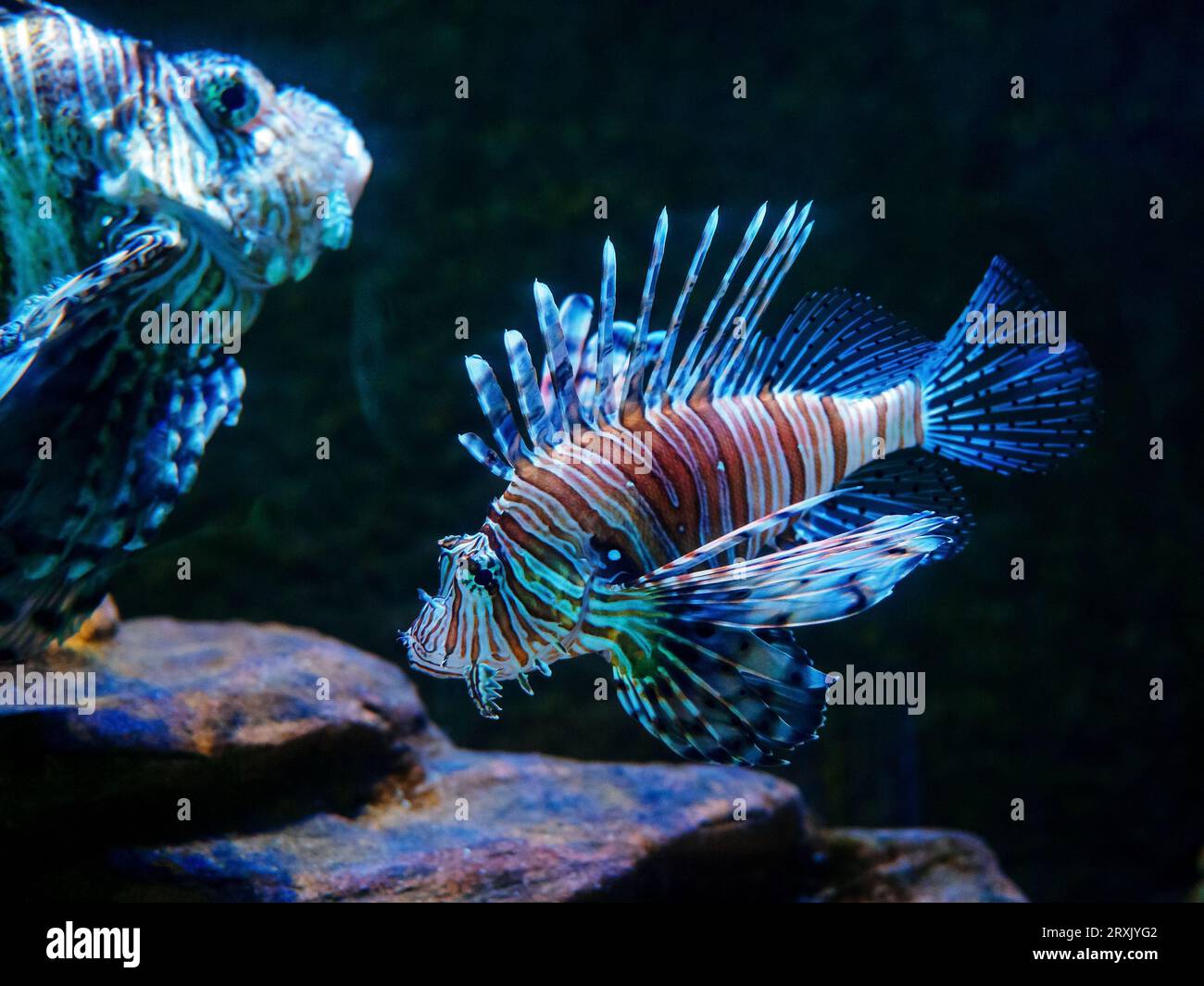 lionfish in an aquarium on a dark background Stock Photo - Alamy