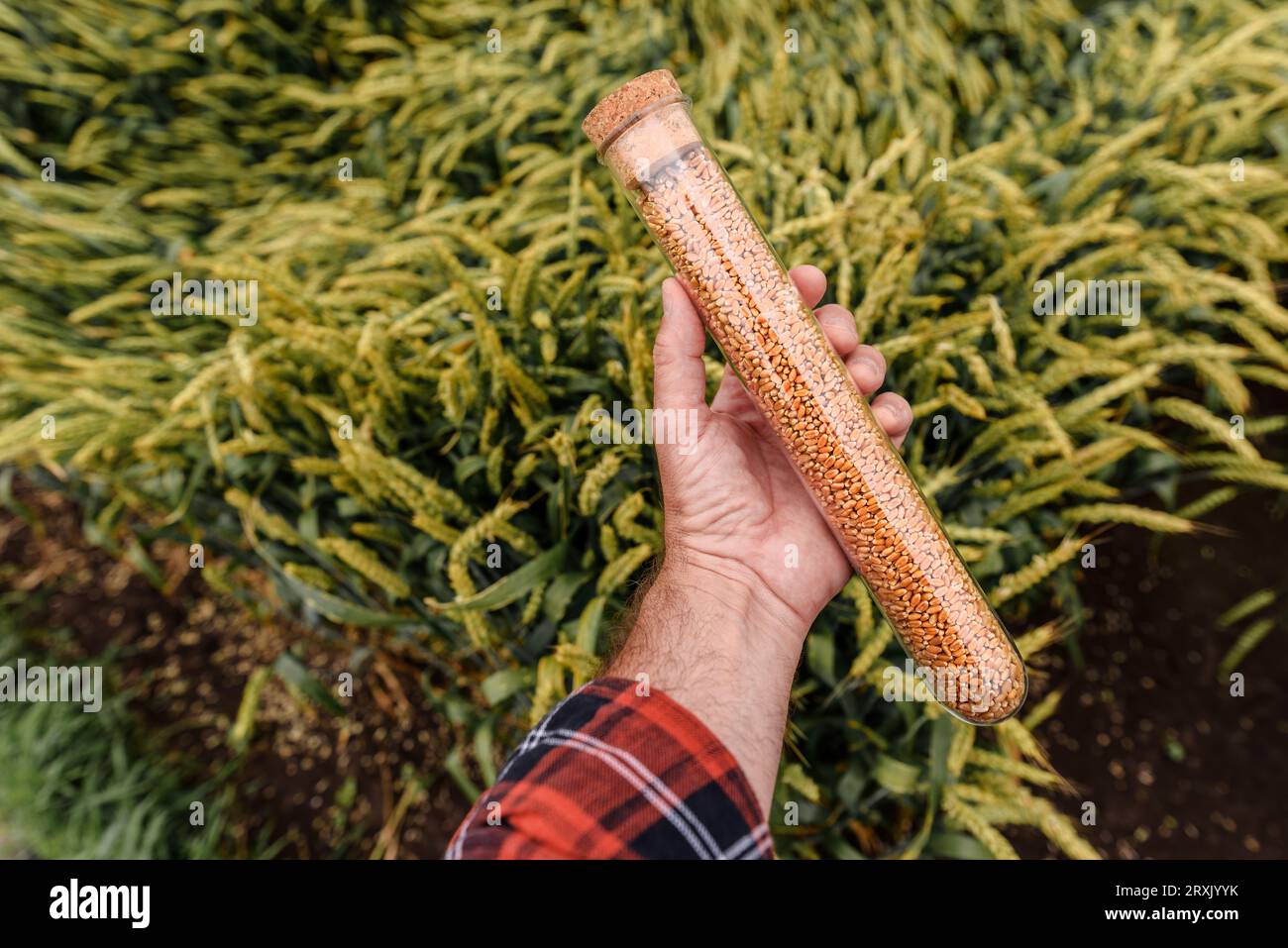 Farm worker agronomist holding plastic tube with wheat grain sample ...