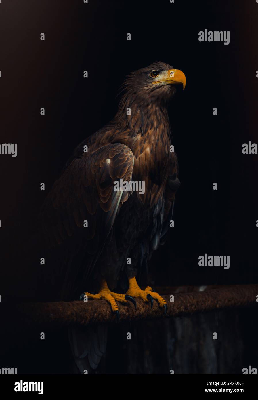 Eagles are large, powerfully-built birds of prey, with heavy heads and ...
