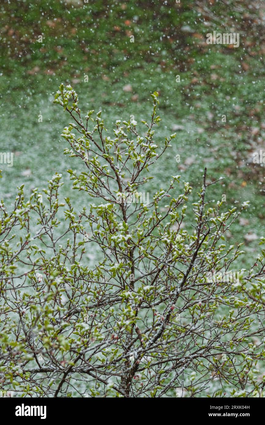 Snow in spring. Snowflakes delicately fall on tree branches adorned ...