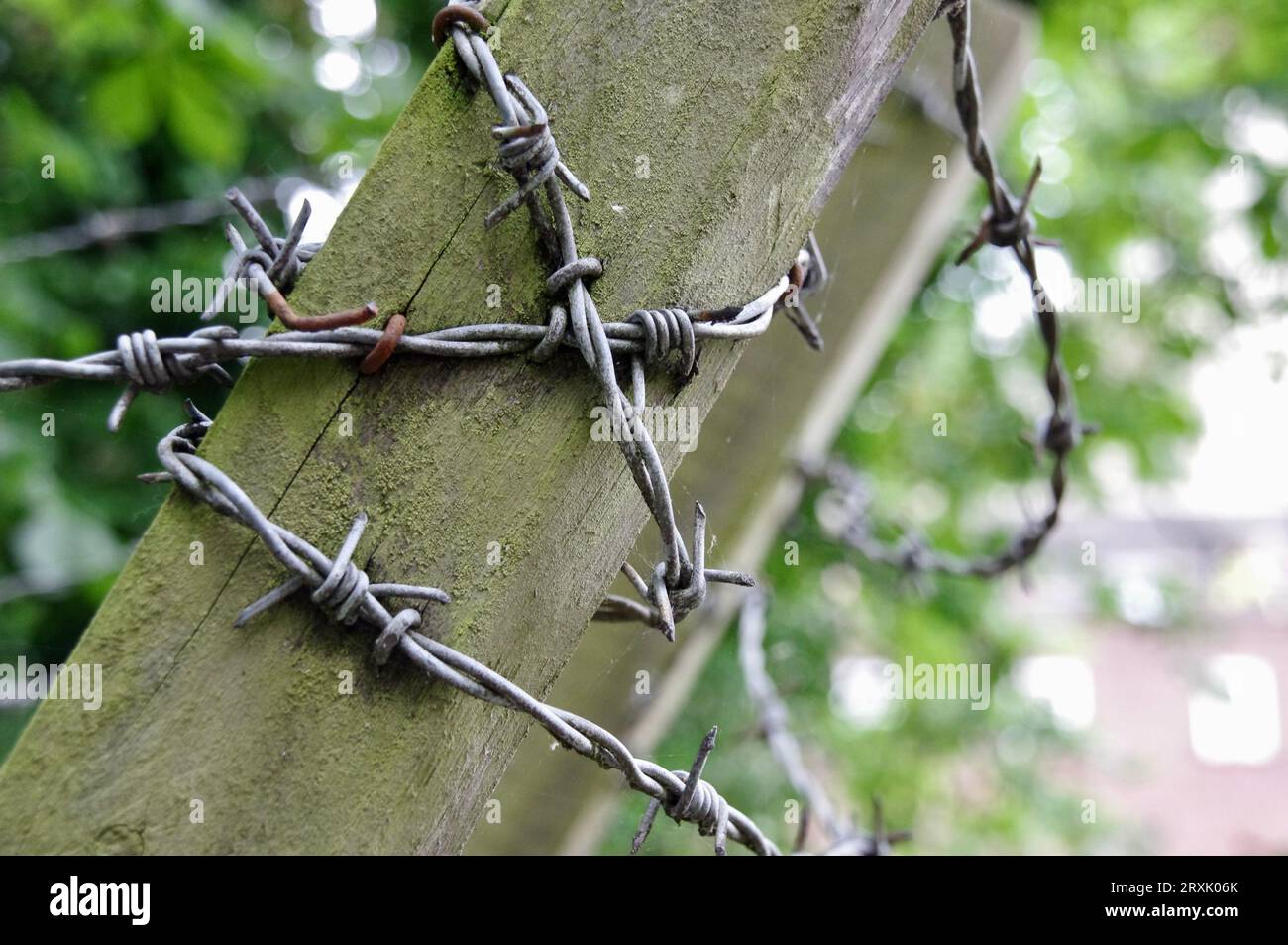 Barbed Wire wrapped round a wooden post with trees bokeh behind Stock ...