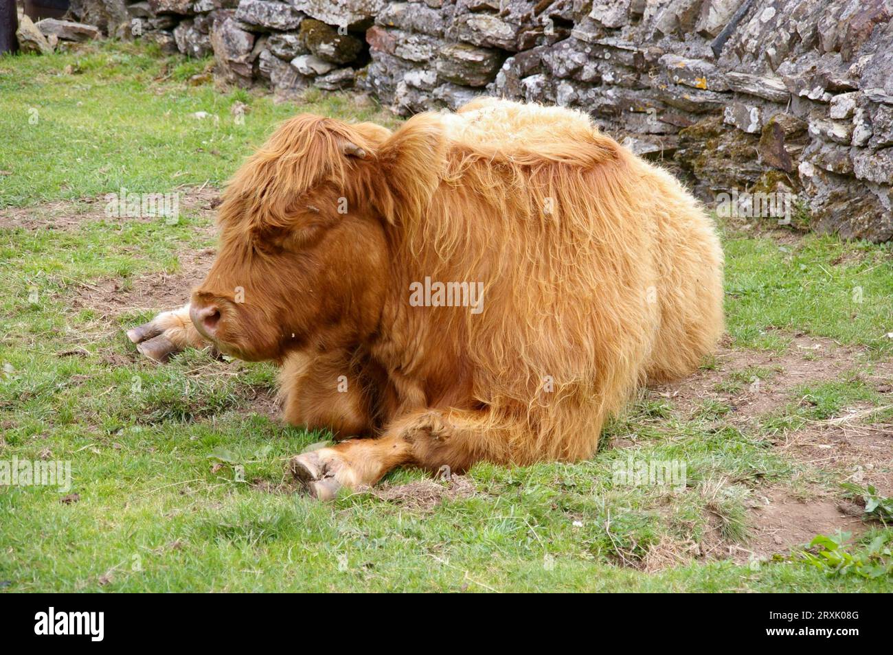 A Beautiful Brown Highland Cow sitting by a Stone Wall. Scotland, UK ...