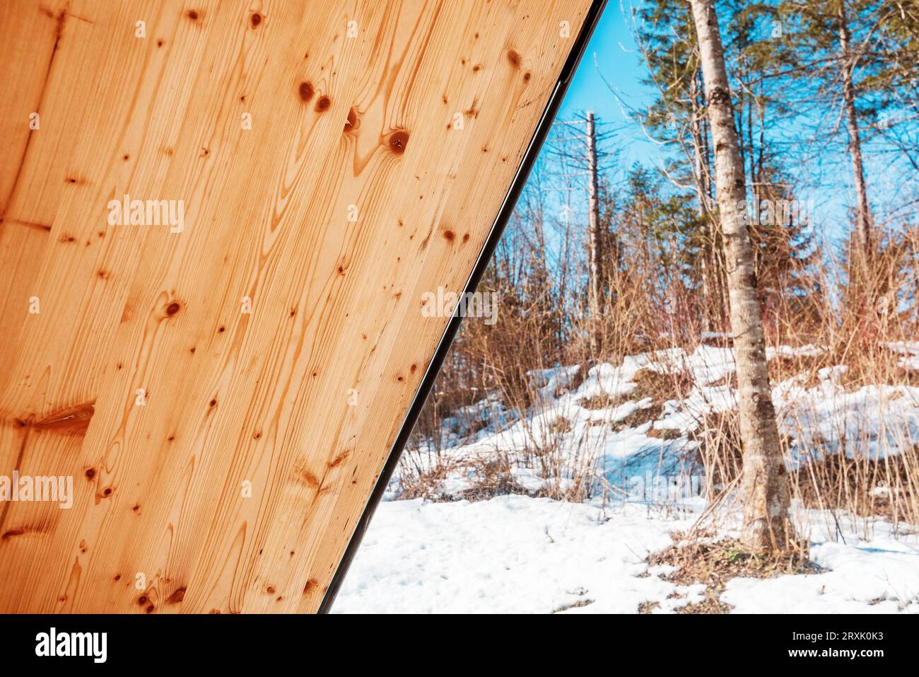 Pinewood wall covering and view of pine tree woods through the window ...