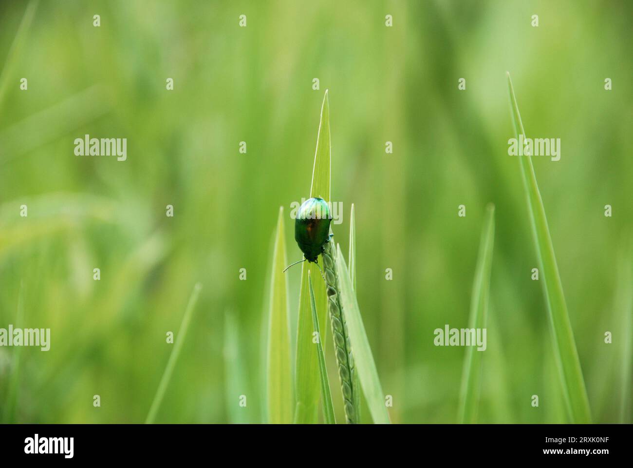 Bug scarab hi-res stock photography and images - Alamy
