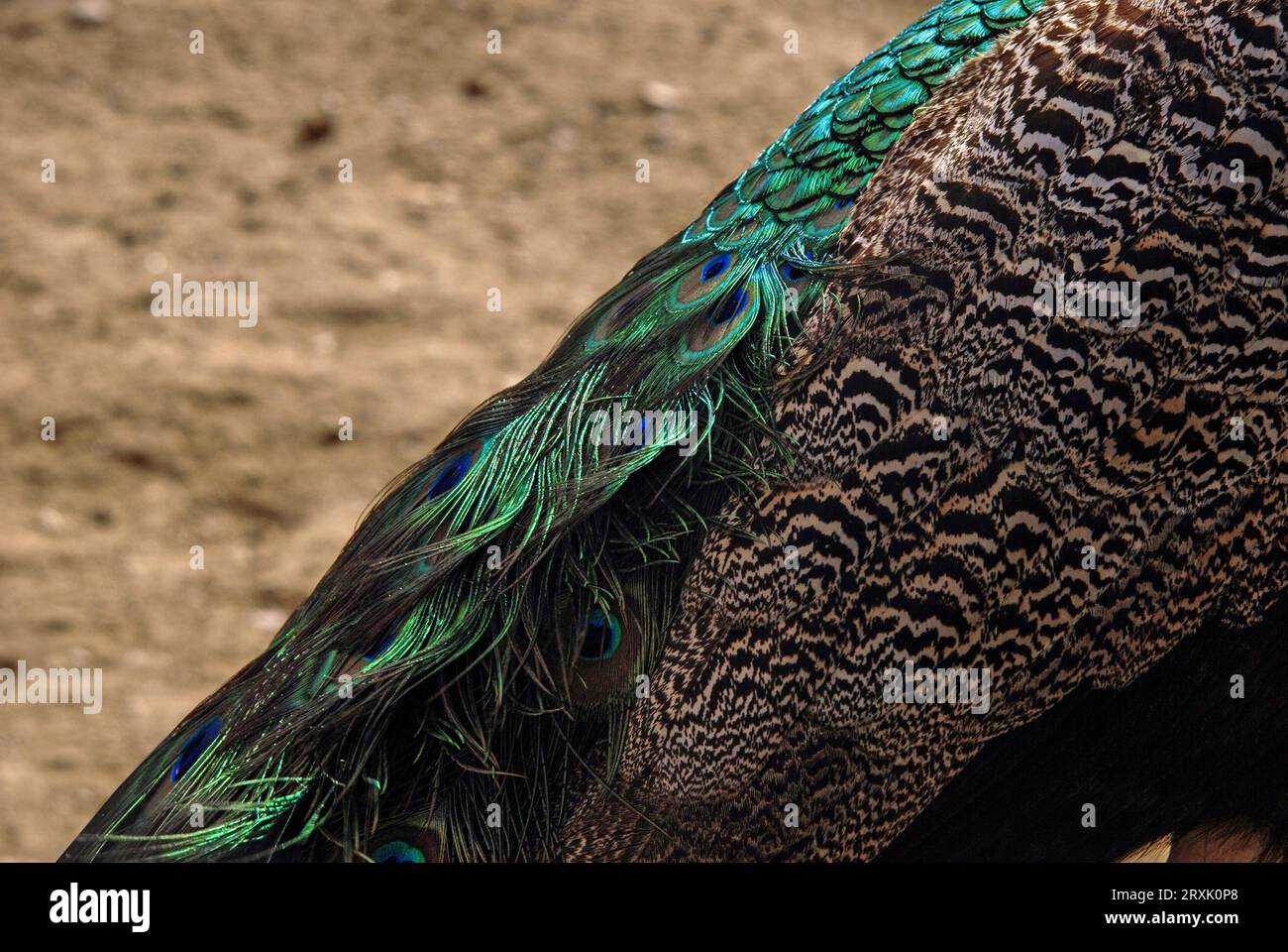 Flamboyant feathers hi-res stock photography and images - Alamy