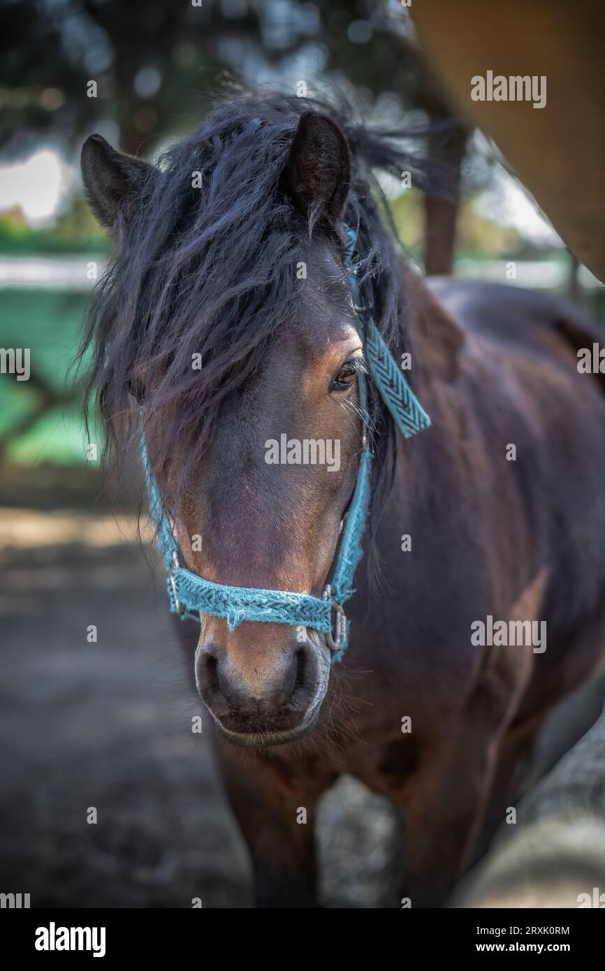 In a close-up image, a bay horse's head with a long forelock and a blue ...