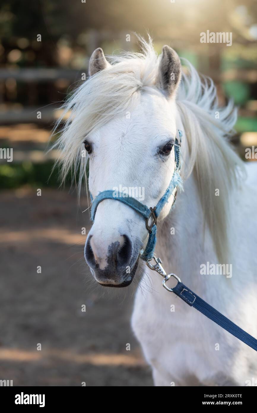 In a close-up image, a grey horse's head, adorned with a blue halter ...