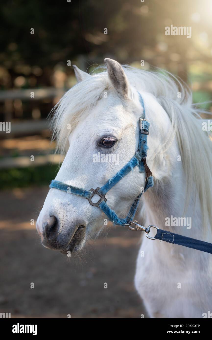 In a close-up image, a grey horse's head, adorned with a blue halter ...