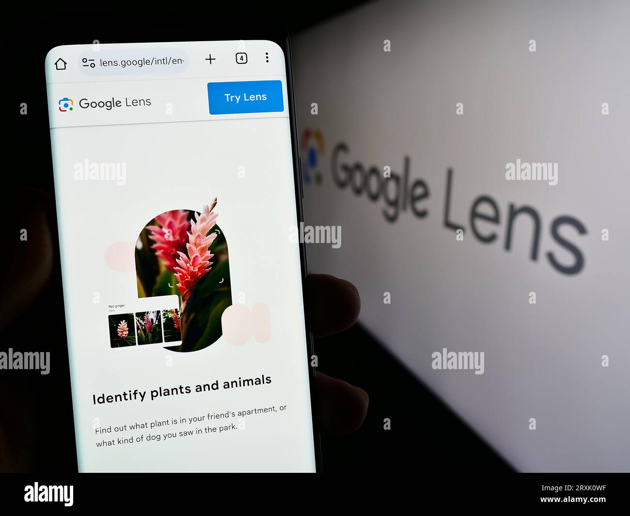 Person holding smartphone with webpage of image recognition app Google ...