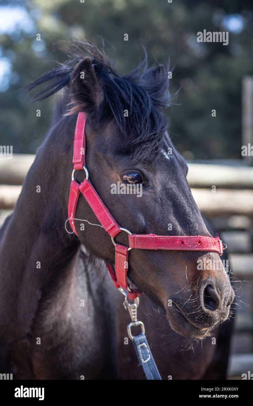 In a close-up image, a bay horse's head with a short forelock and a red ...