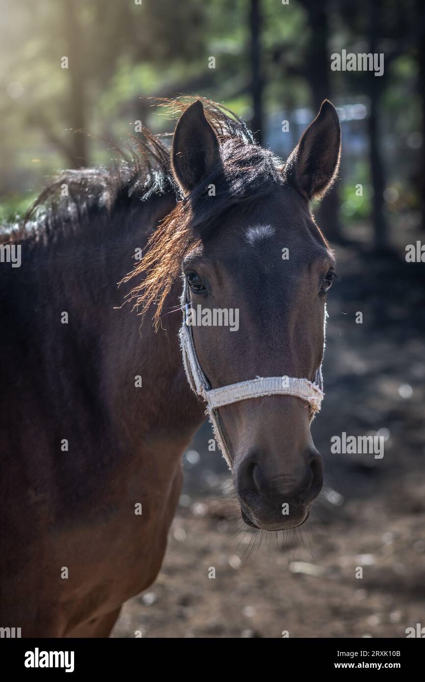 Close-up headshot of a backlit bay horse wearing a white halter Stock ...