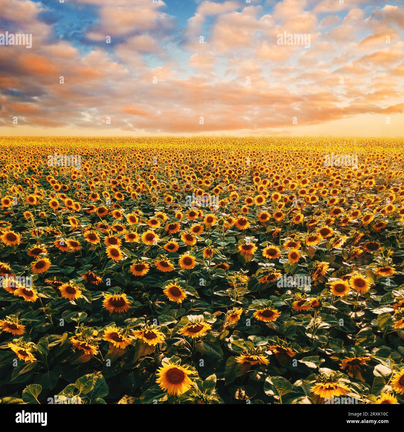 Beautiful endless sunflower field in summer sunset with fluffy clouds ...