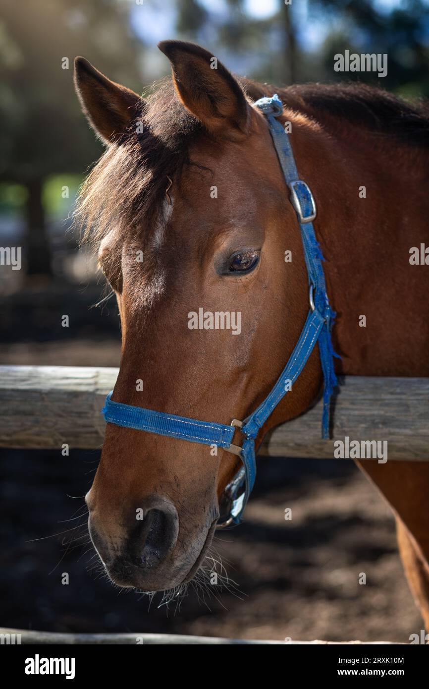 Close-up headshot of a sidelit bay horse wearing a blue halter Stock ...